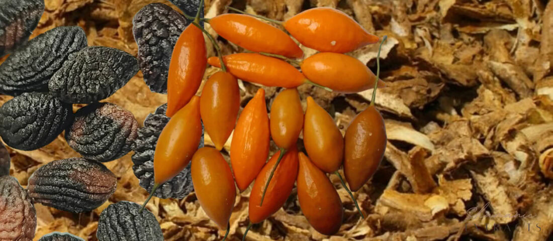Iboga Plant & Cultivation: Growing Fresh Seeds & Harvesting Rootbark